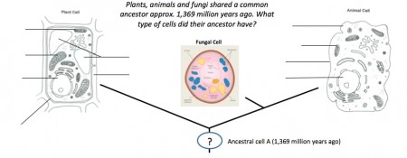 Cells teaching resources - the science teacher