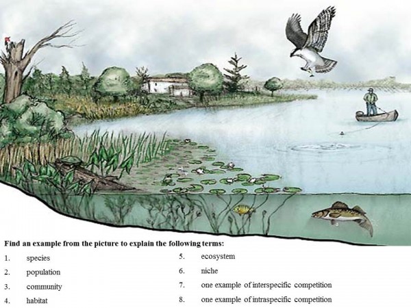 Ecological terms teaching resources - the science teacher