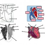 the science teacher – science teaching resources and pedagogy