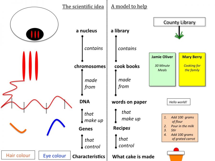 Genes and inheritance teaching resources - the science teacher