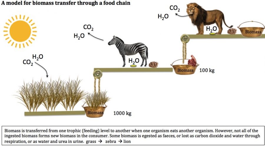 Food chains teaching resources - the science teacher