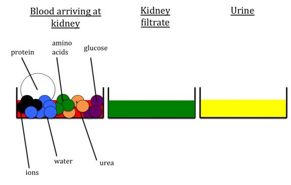 Kidneys and osmoregulation teaching resources - the science teacher