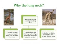 Natural selection teaching resources - the science teacher