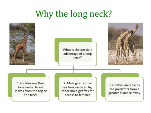 Natural selection teaching resources - the science teacher