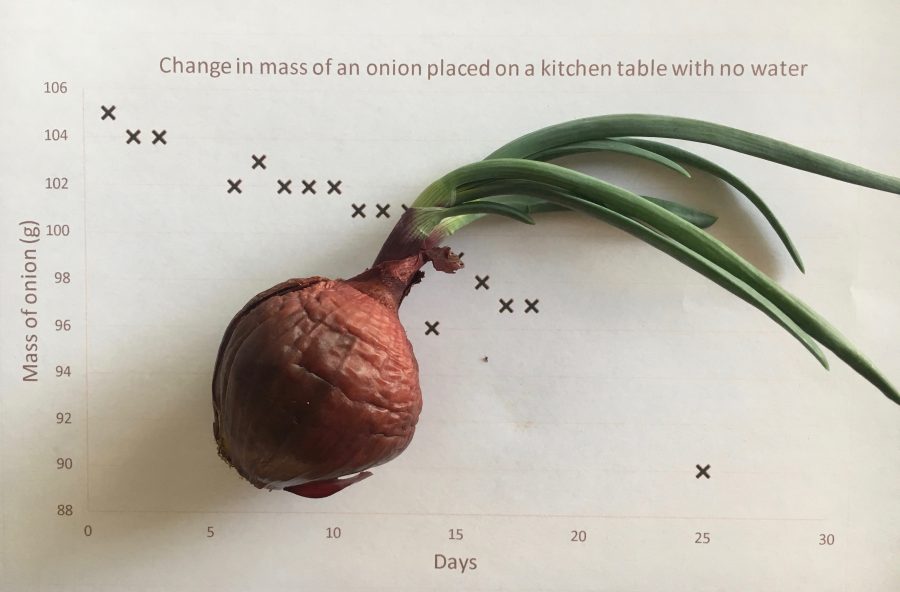 Onion enquiry - the science teacher