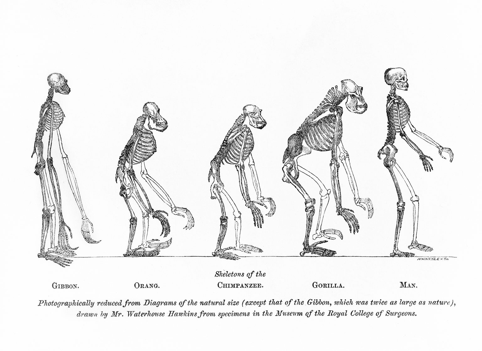 Skeletal system teaching resources - the science teacher